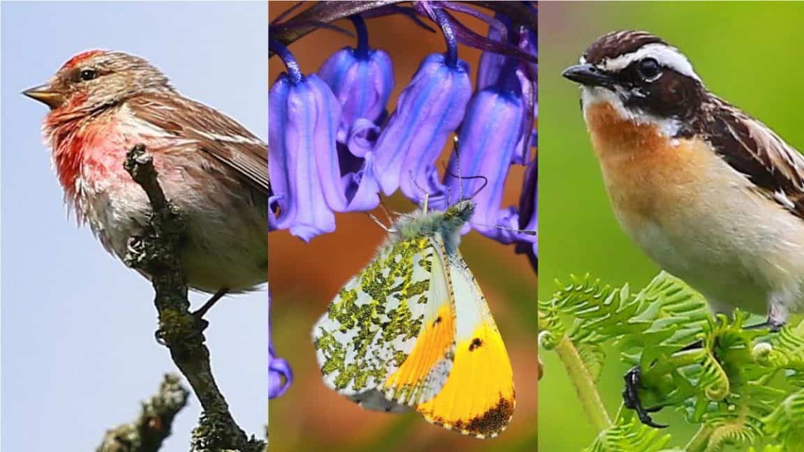 Butterflies, Birds and Goats in Lynton & Lynmouth